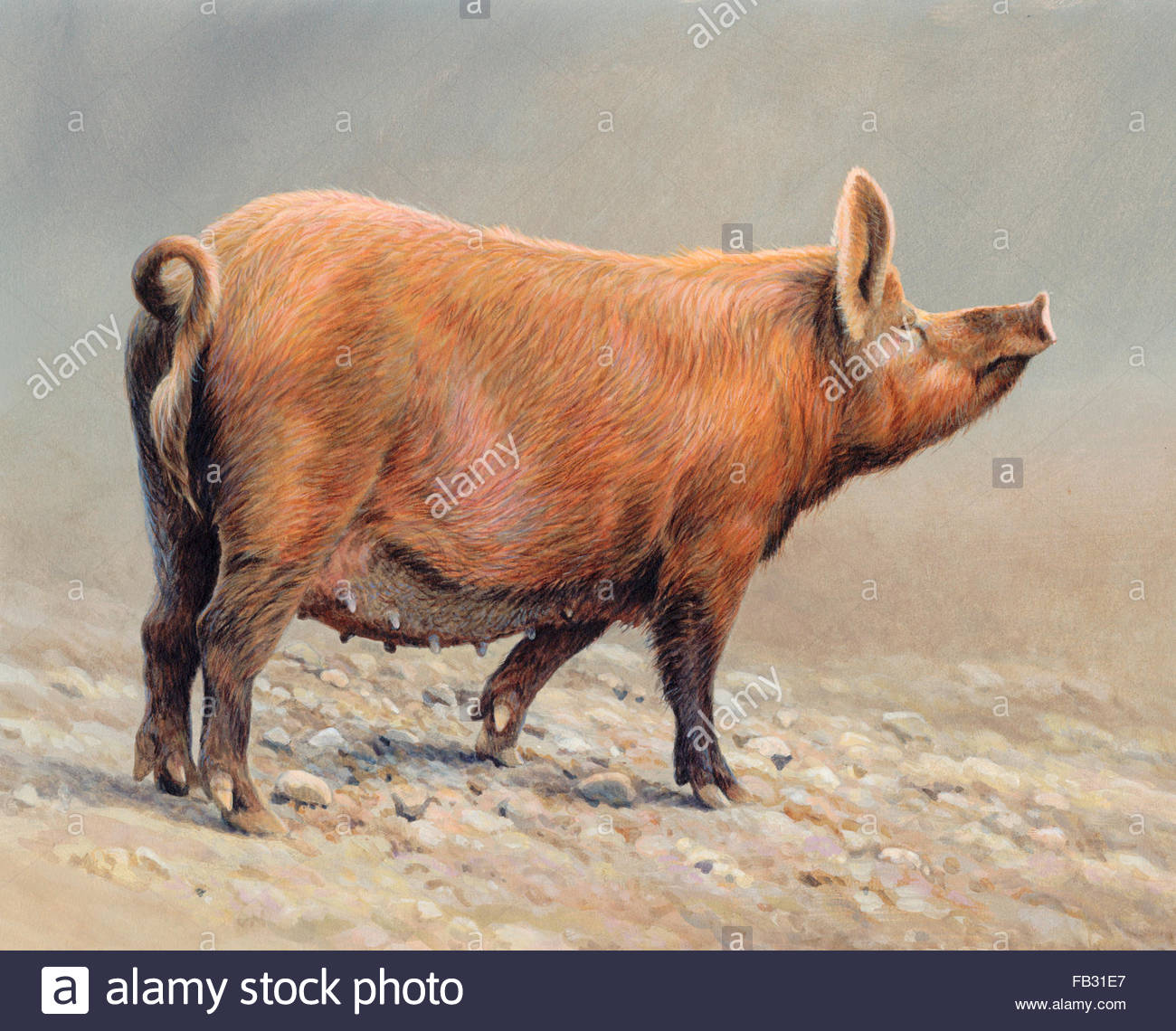 Pig Illustrations Stock Photos & Pig Illustrations Stock Images - Alamy