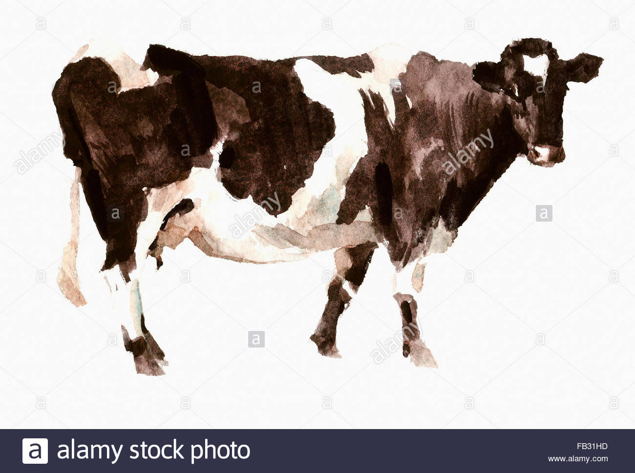 Shetland Cow Stock Photos & Shetland Cow Stock Images - Alamy