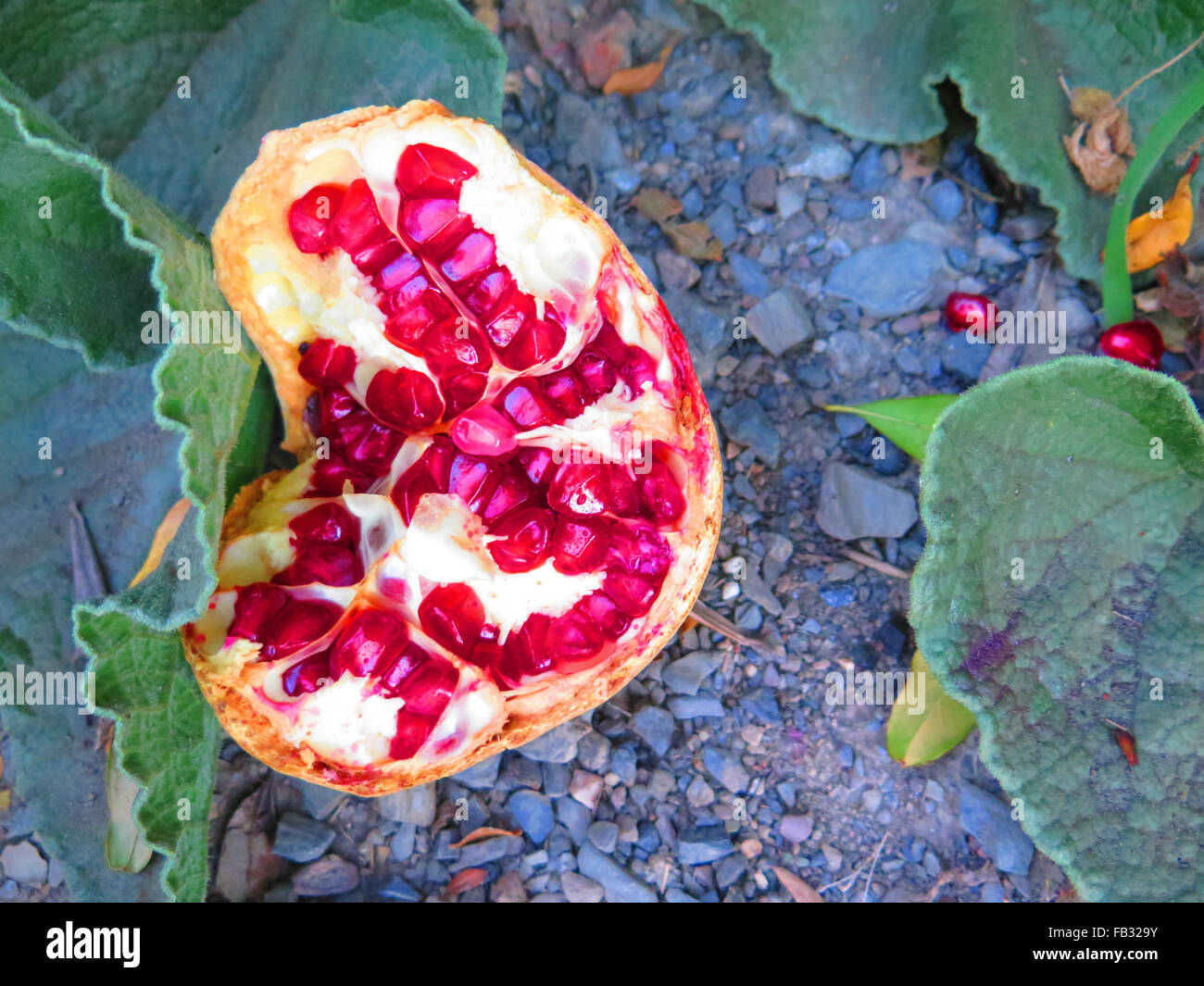 Pomegranate broken hi-res stock photography and images - Alamy