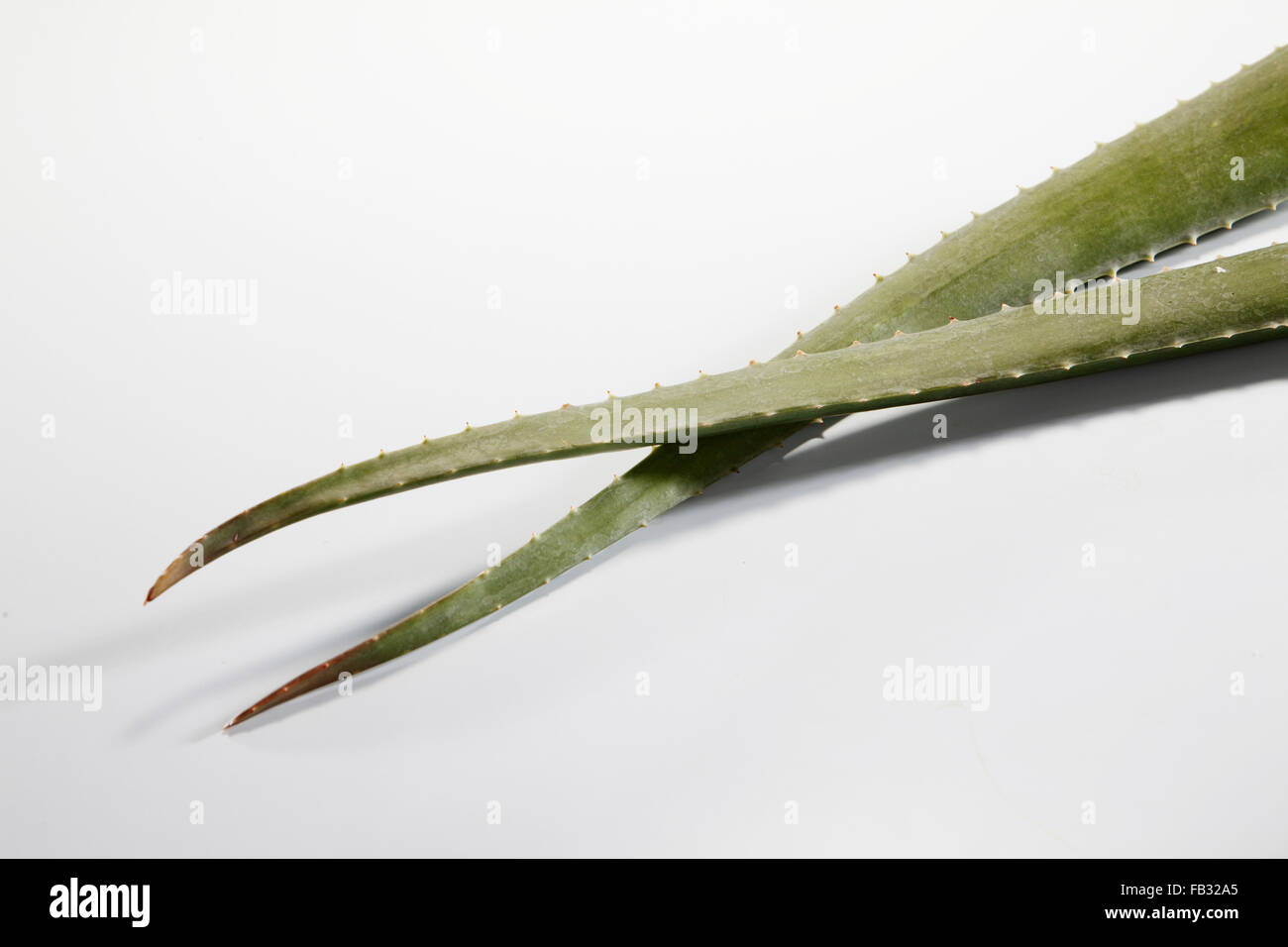 Alovera hi-res stock photography and images - Alamy