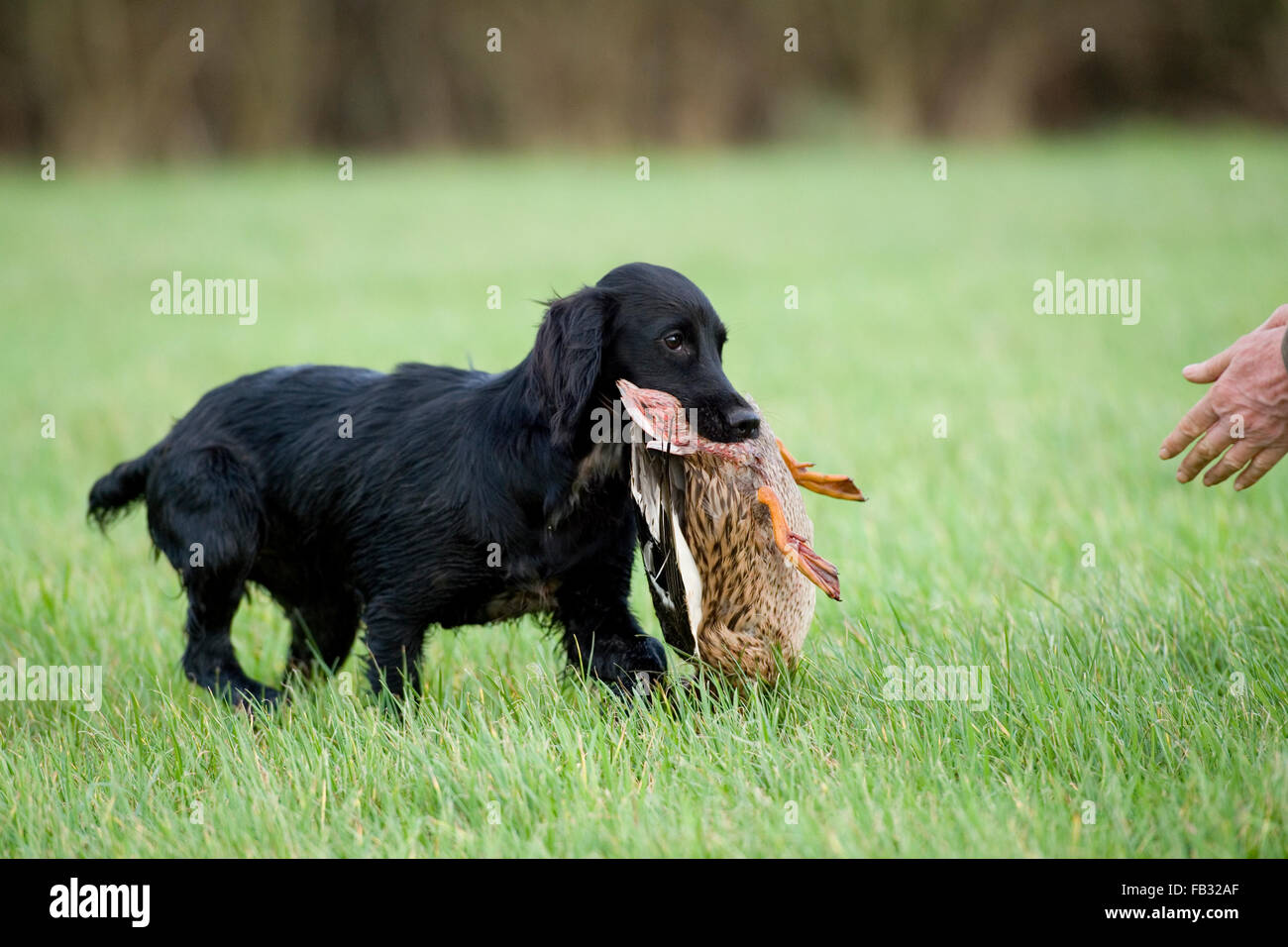 How To Train A Dog To Retrieve Ducks