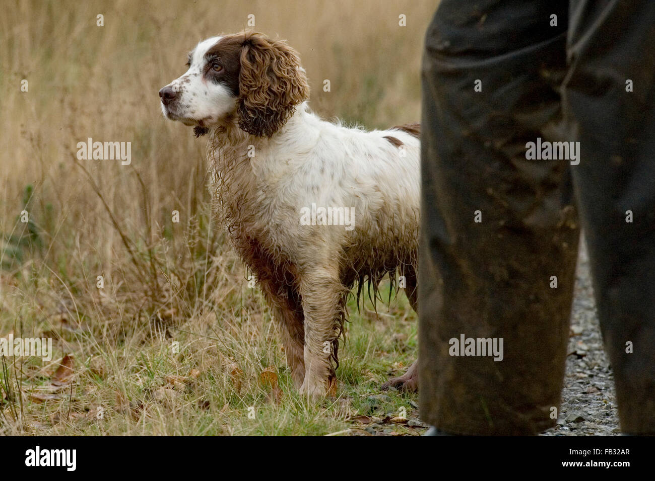 Rough shooting winter hi-res stock photography and images - Alamy