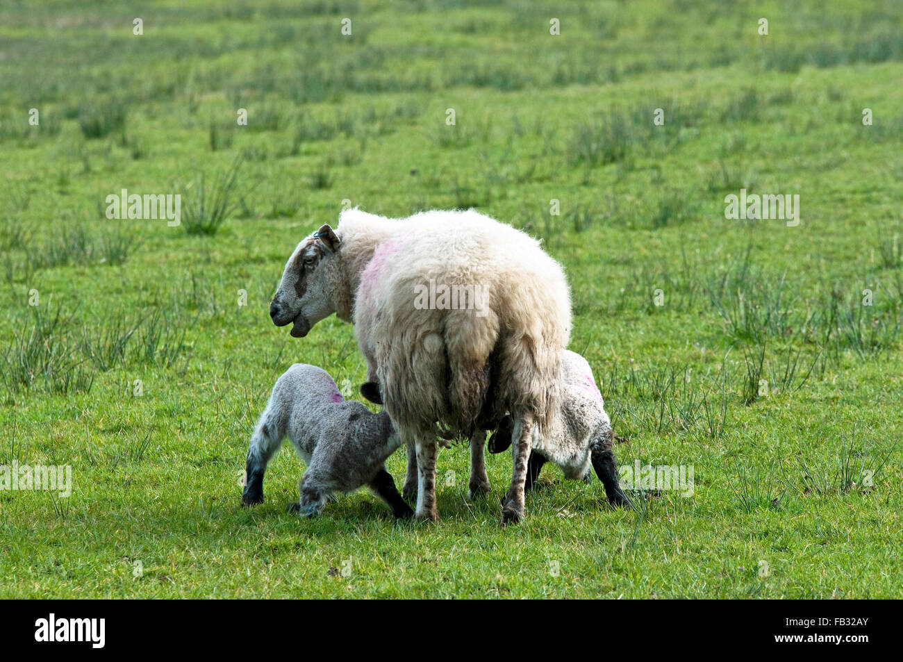 Welsh mountain sheep hi-res stock photography and images - Alamy