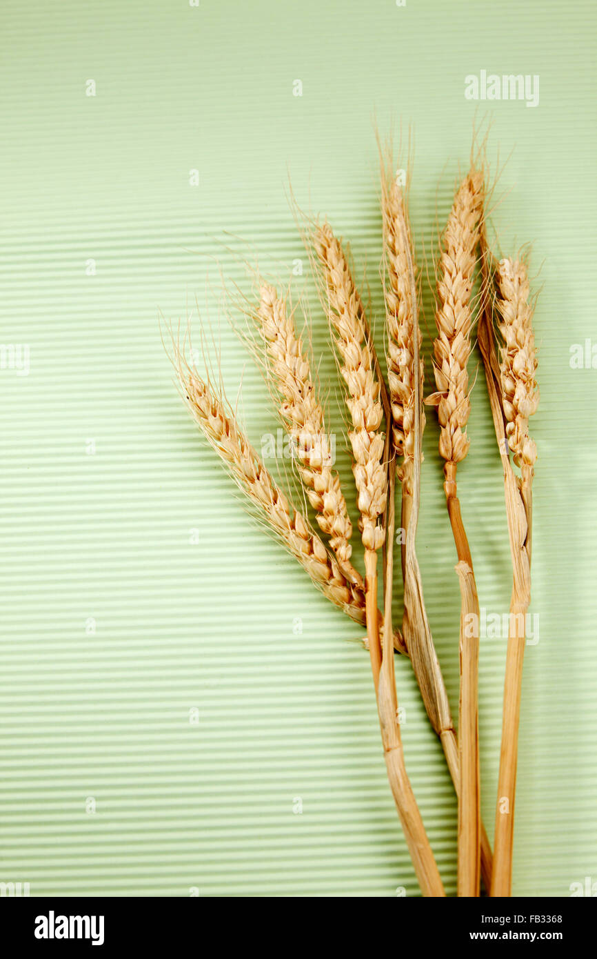 Wheat on the plain background Stock Photo - Alamy