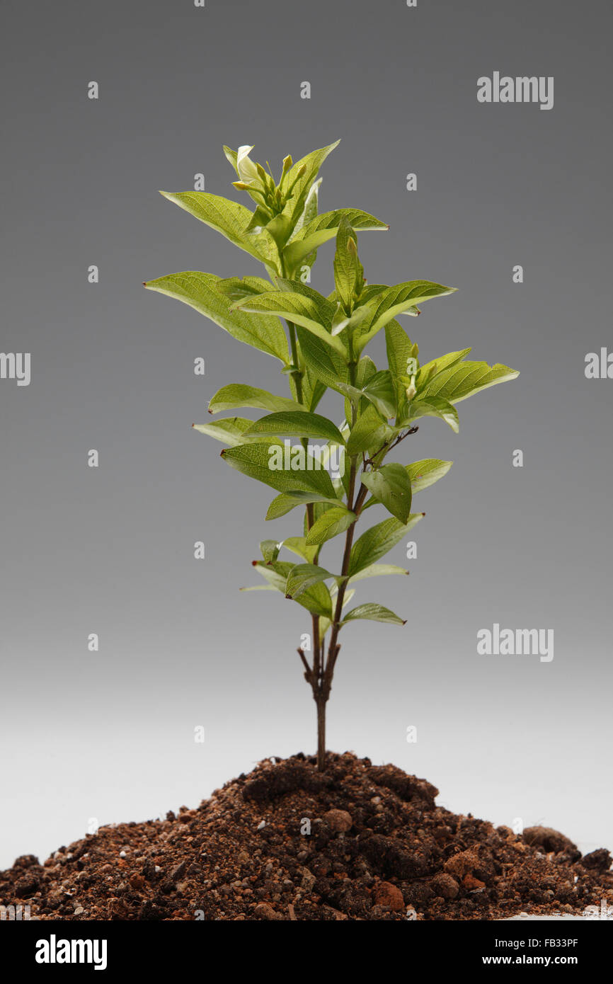 plant growing up on the plain background Stock Photo - Alamy