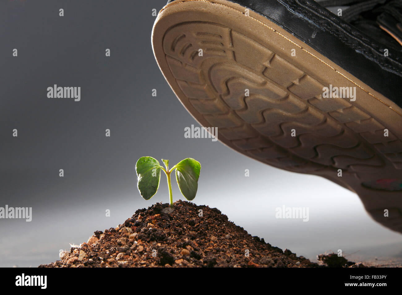 shoe is destroy by step to a young plant Stock Photo - Alamy
