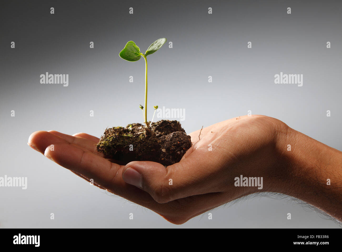hand holding young plant with care Stock Photo - Alamy