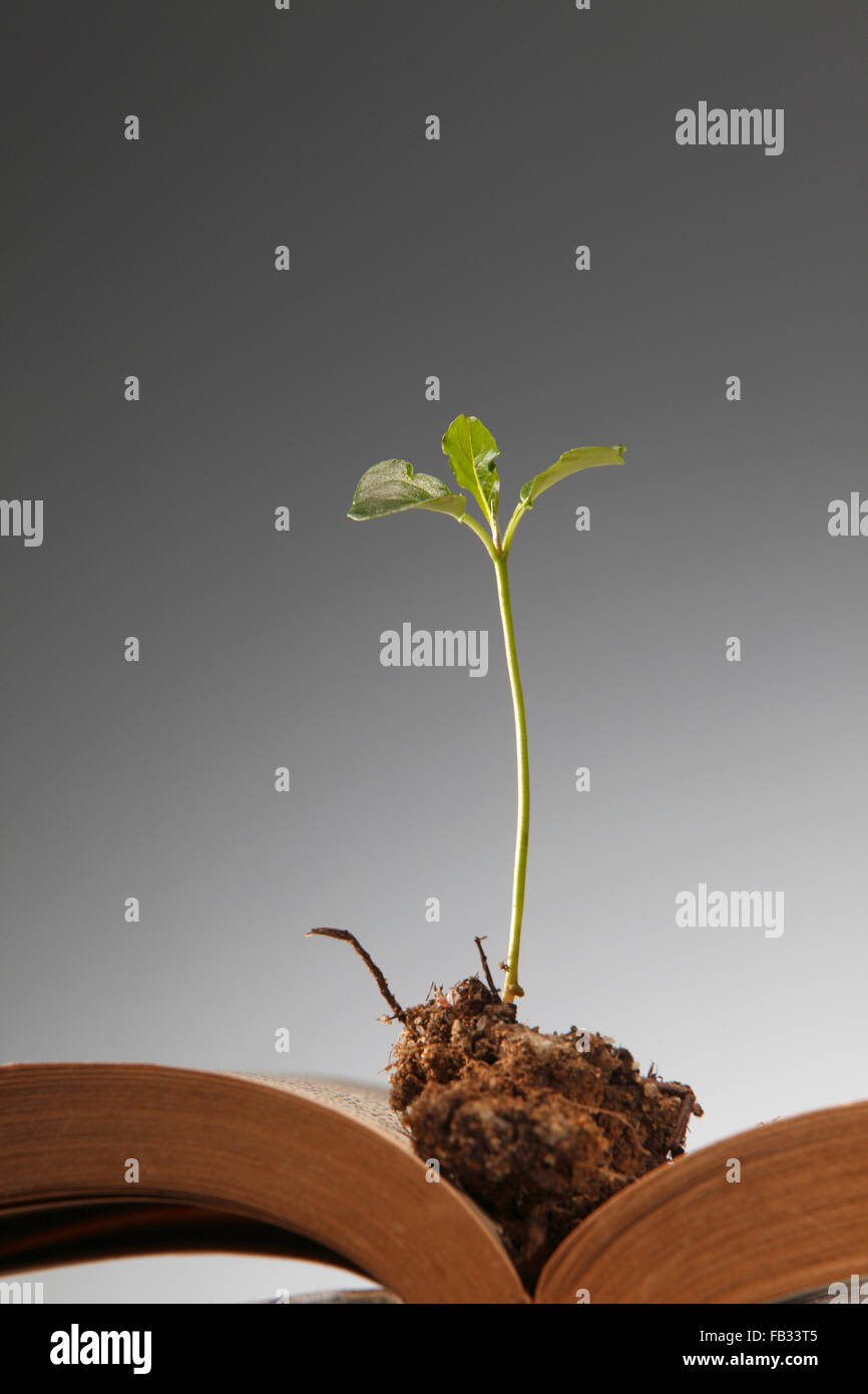 young plant growing from the book Stock Photo - Alamy