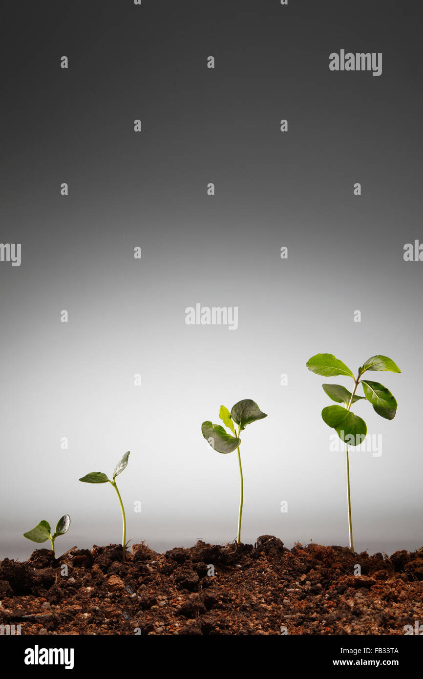 planting is growing from small to big Stock Photo - Alamy