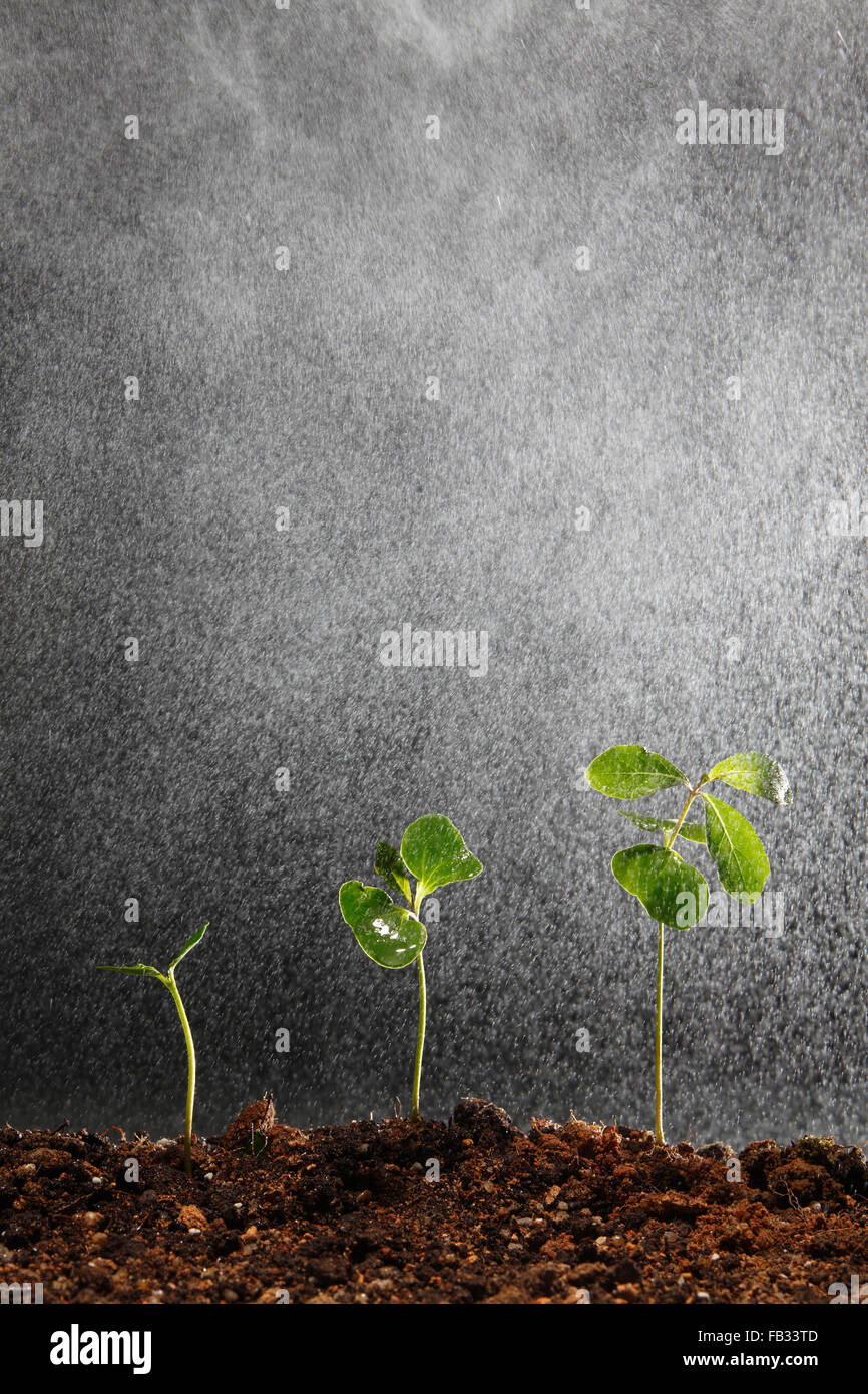 water or rain puring to the plant Stock Photo - Alamy