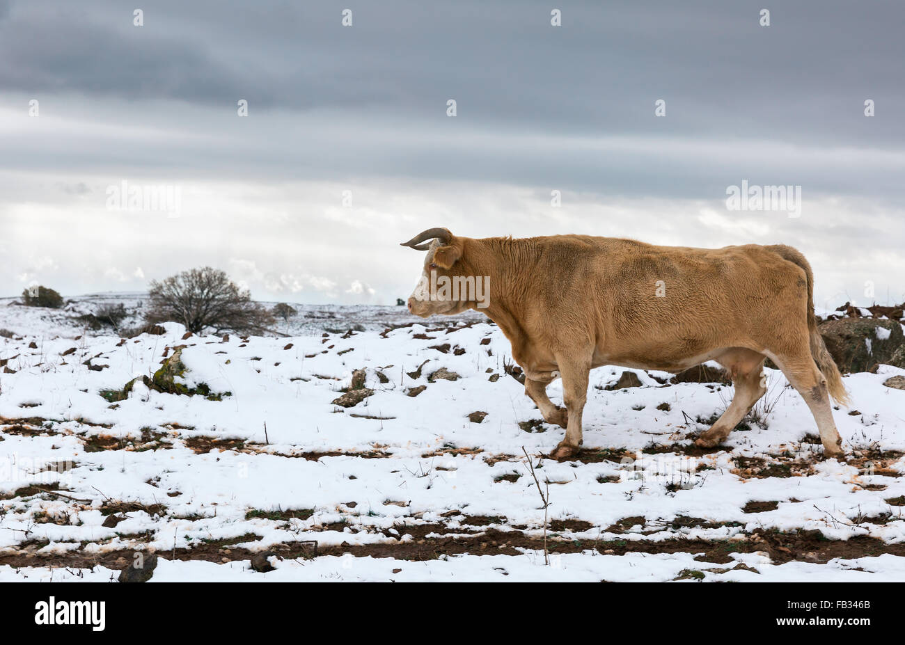 Highland cow in snow hi-res stock photography and images - Alamy