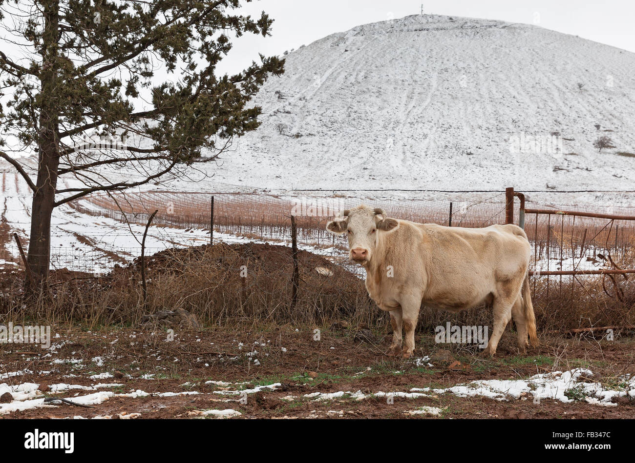 Cattle farming in israel hi-res stock photography and images - Alamy