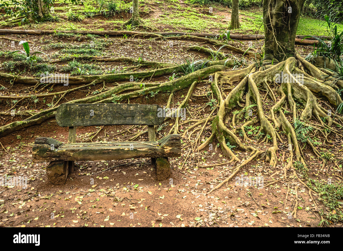 Wooden tree roots hi-res stock photography and images - Alamy