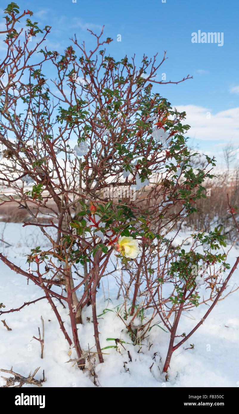 yellow rose in the winter snow Stock Photo - Alamy