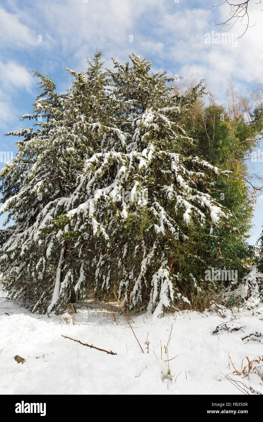 Beautiful green christmas trees hi-res stock photography and images - Alamy
