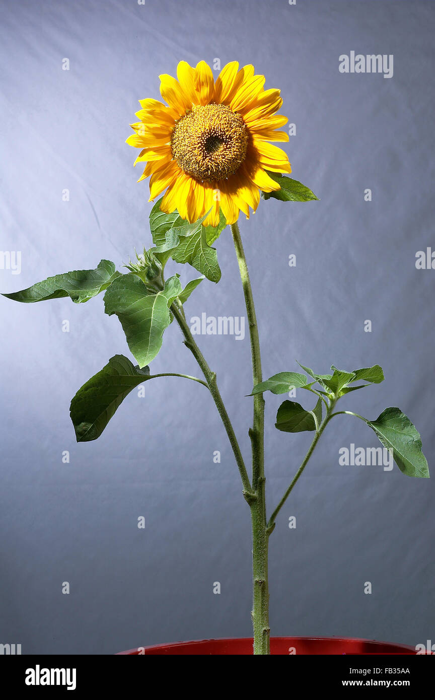 A sunflower in a red pot Stock Photo - Alamy