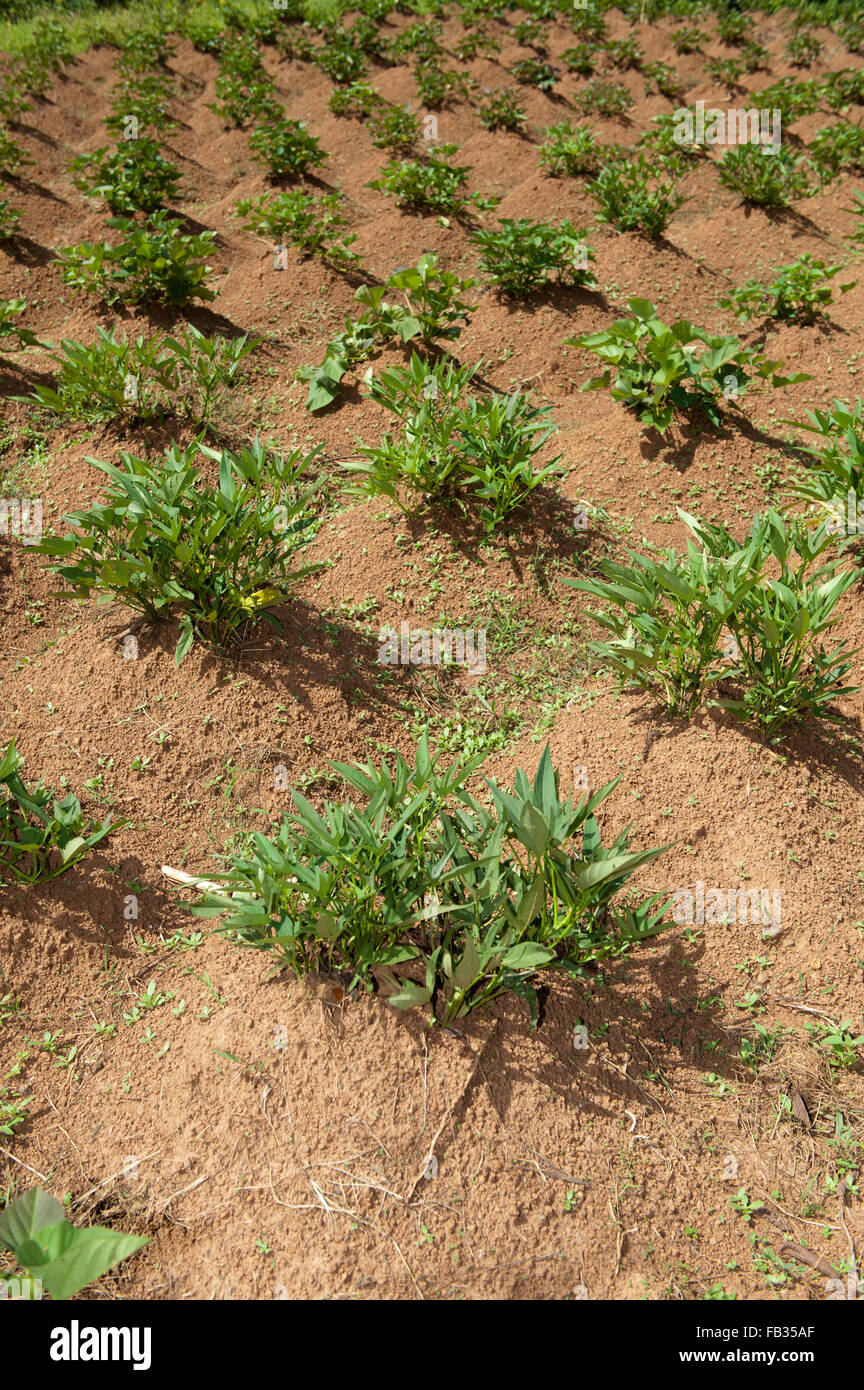 Crop of Sweet potato being grown in small plot, Kenya Stock Photo - Alamy
