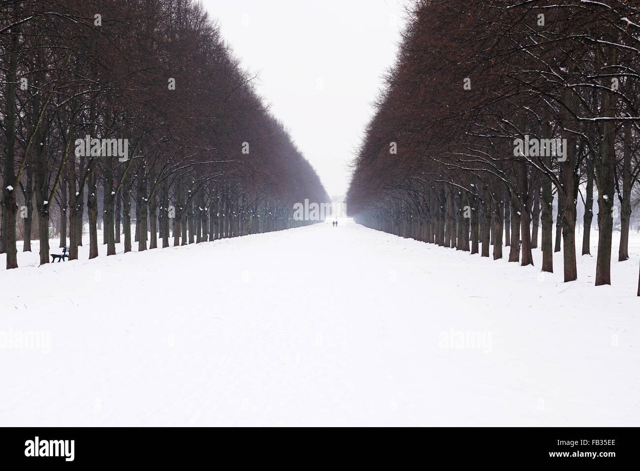 snow covered alley in winter Stock Photo - Alamy