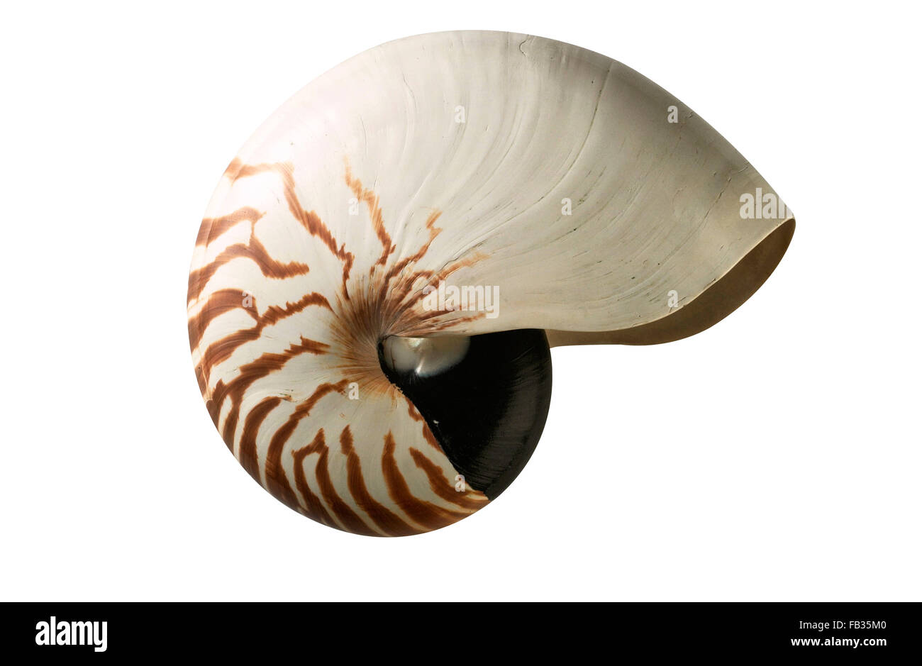 image of the shell on the plain background Stock Photo - Alamy
