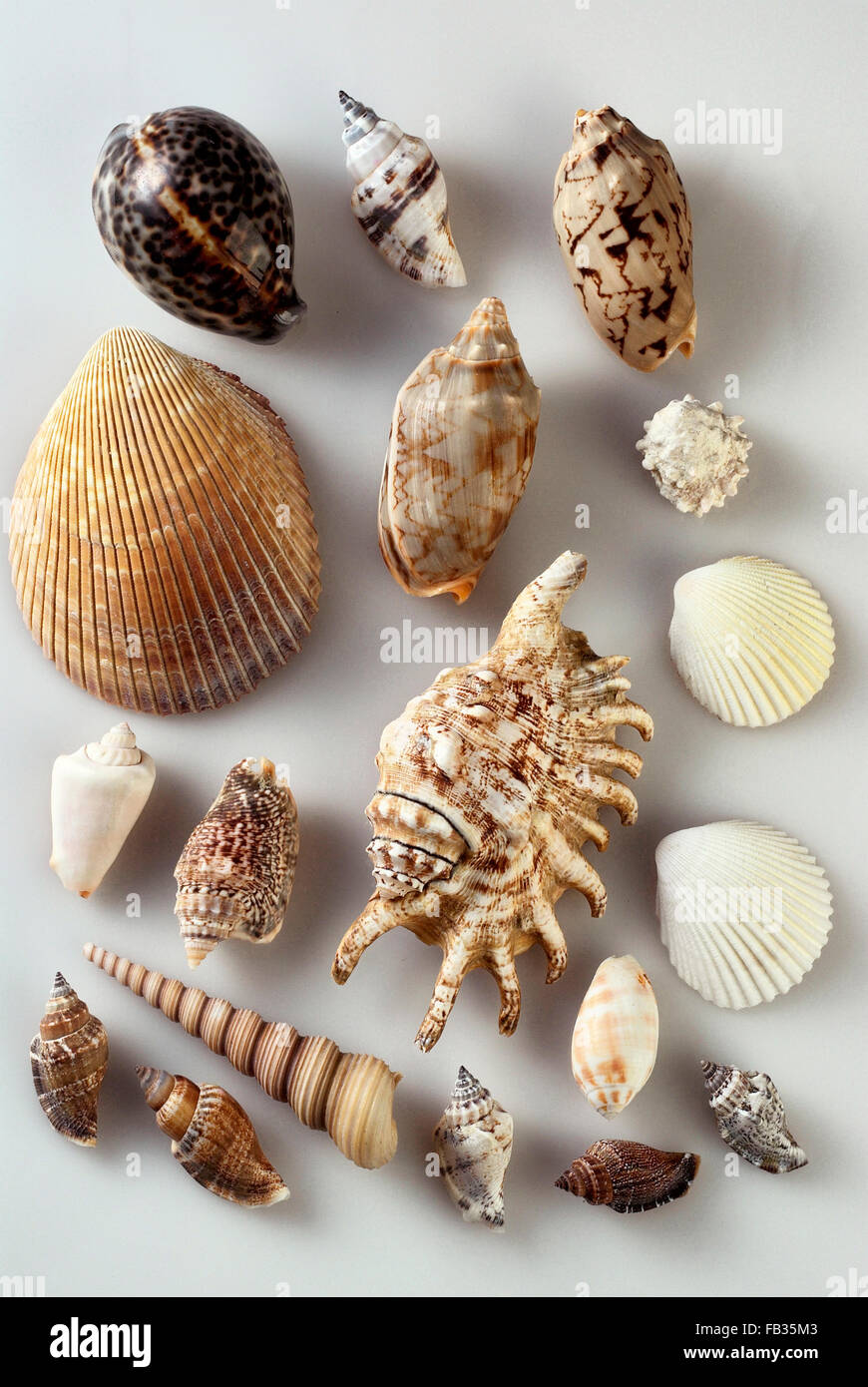 Clam shell images hi-res stock photography and images - Alamy
