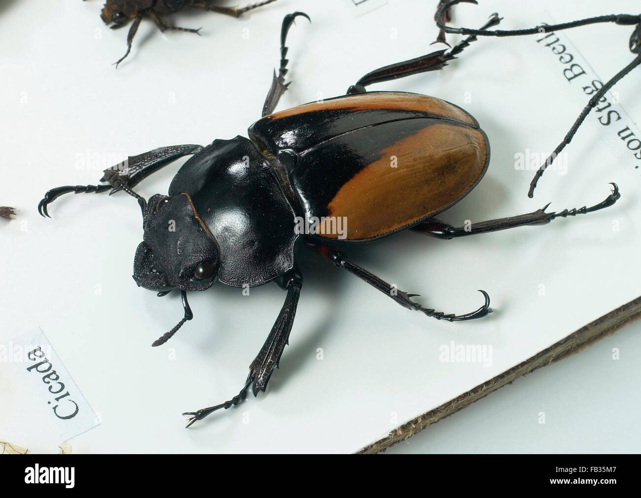 close up of the beetle Stock Photo - Alamy