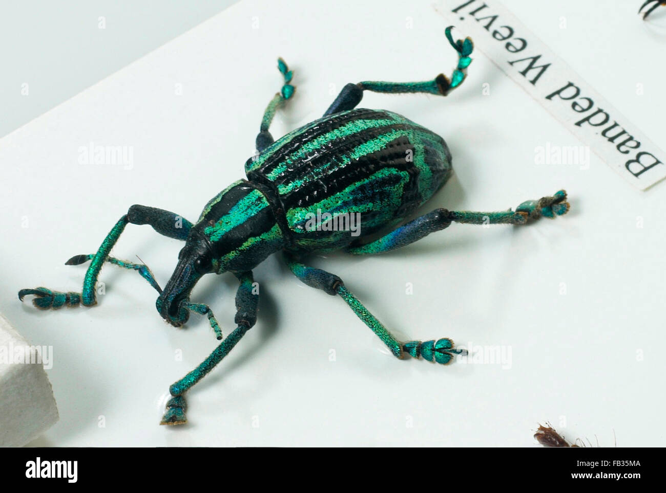 close up of the beetle Stock Photo - Alamy