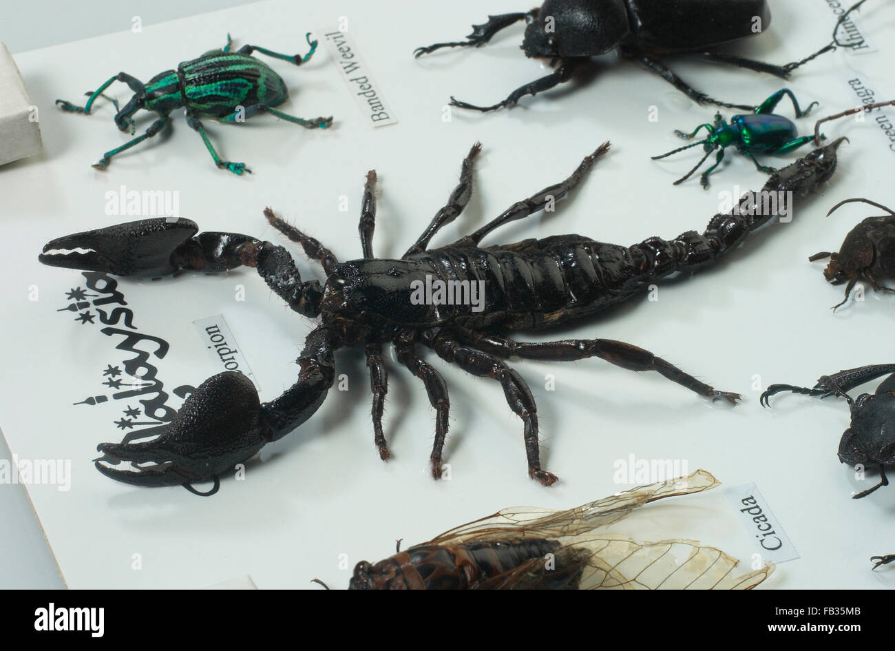 Scorpion fight hi-res stock photography and images - Alamy