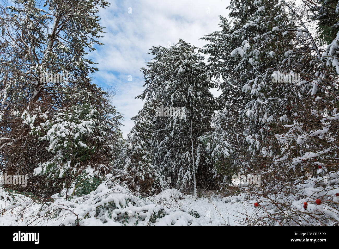 Covered snow pine hi-res stock photography and images - Alamy