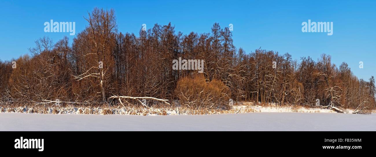 New forest people wood hi-res stock photography and images - Alamy