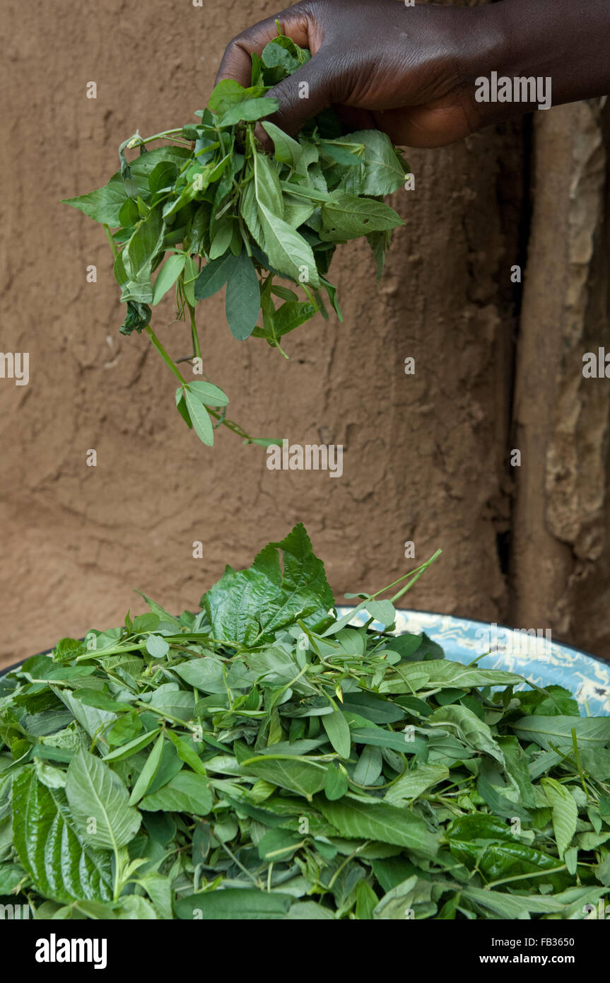 Family preparing green leaves for a meal. Kenya Stock Photo - Alamy