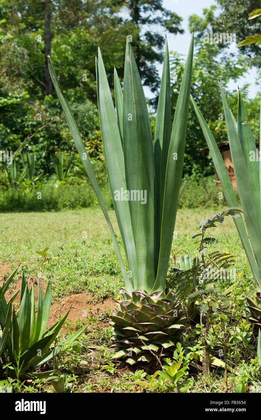 Sisal plant hi-res stock photography and images - Alamy