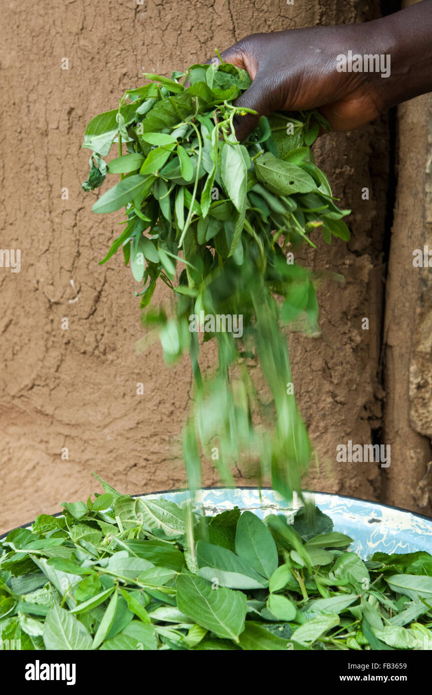 Family preparing green leaves for a meal. Kenya Stock Photo - Alamy
