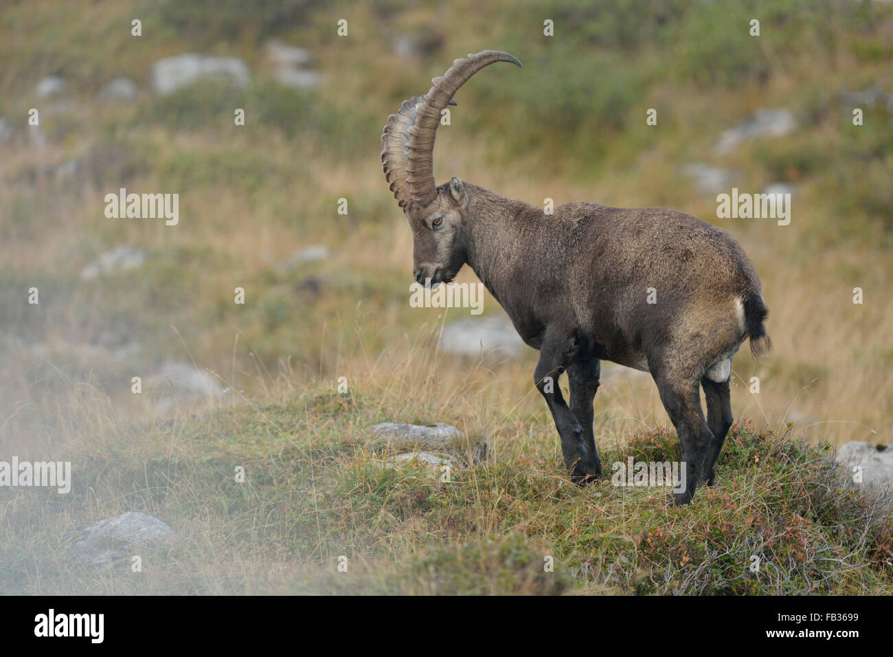 Male Alpine ibex / Steinbock / Alpensteinbock ( Capra ibex ) stands up ...
