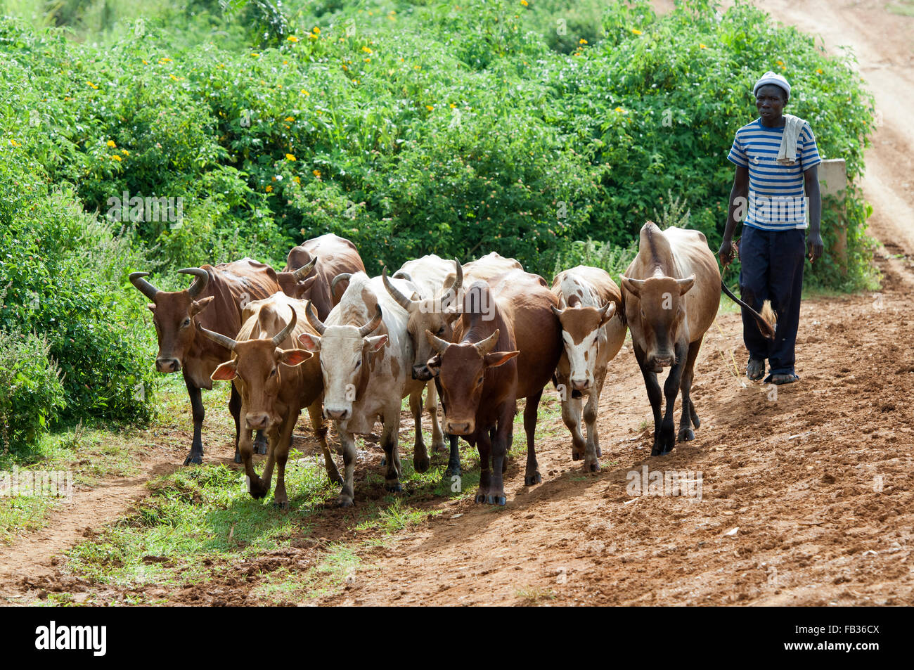 Cattle drover hi-res stock photography and images - Alamy