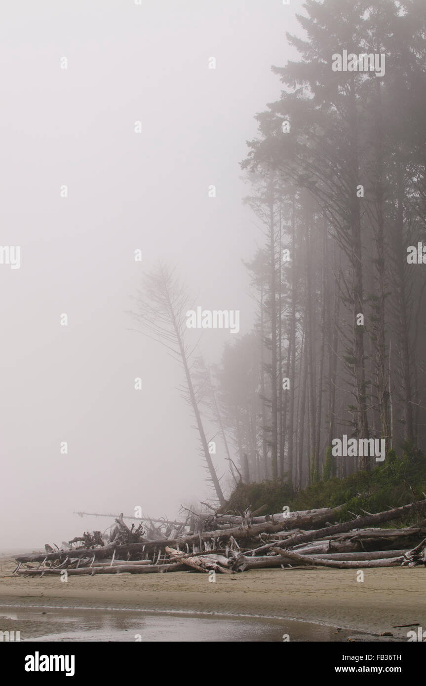 Pacific Rim National Park, ghost trees in sea fog on the beach on ...