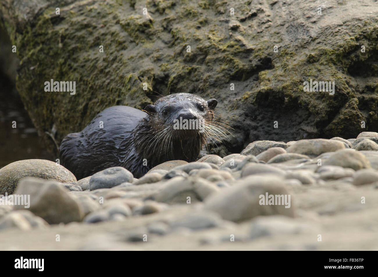 River otter, Pacific Rim National Park, BC, Canada, Vancouver Island ...
