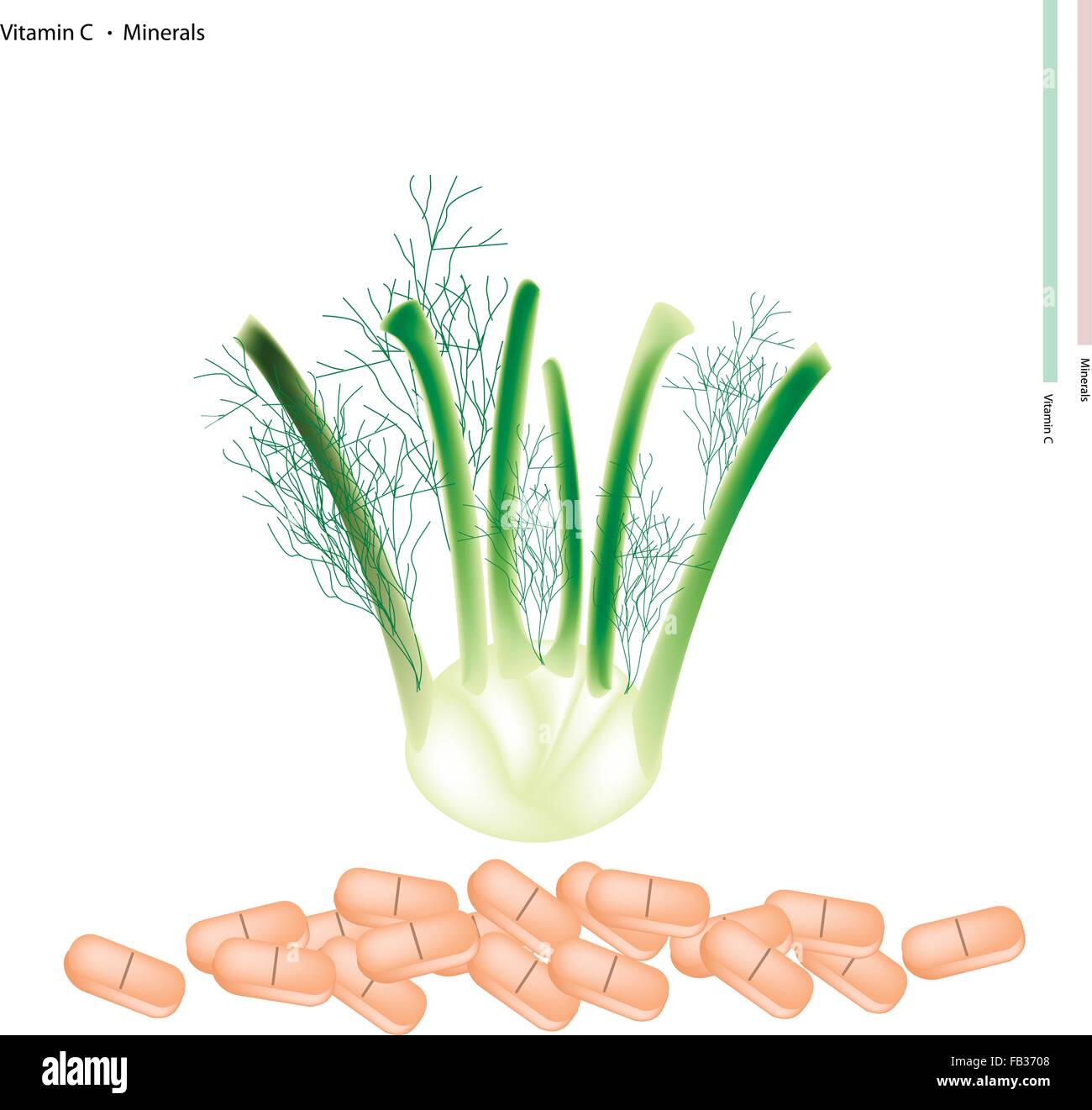 Healthcare Concept, Illustration of Fresh Fennel with Vitamin C and ...