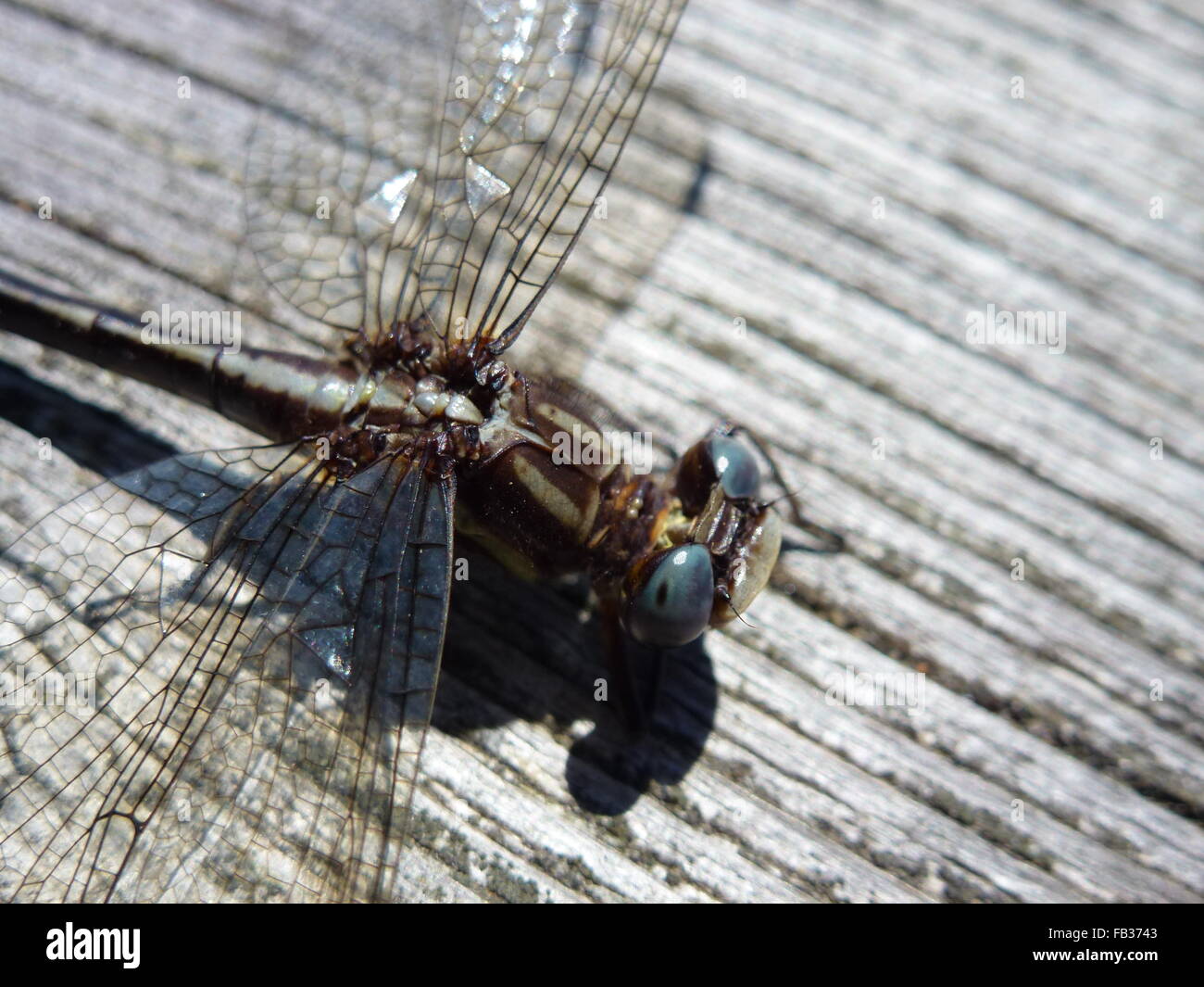 dragonfly in Canada by the waterfront Stock Photo - Alamy