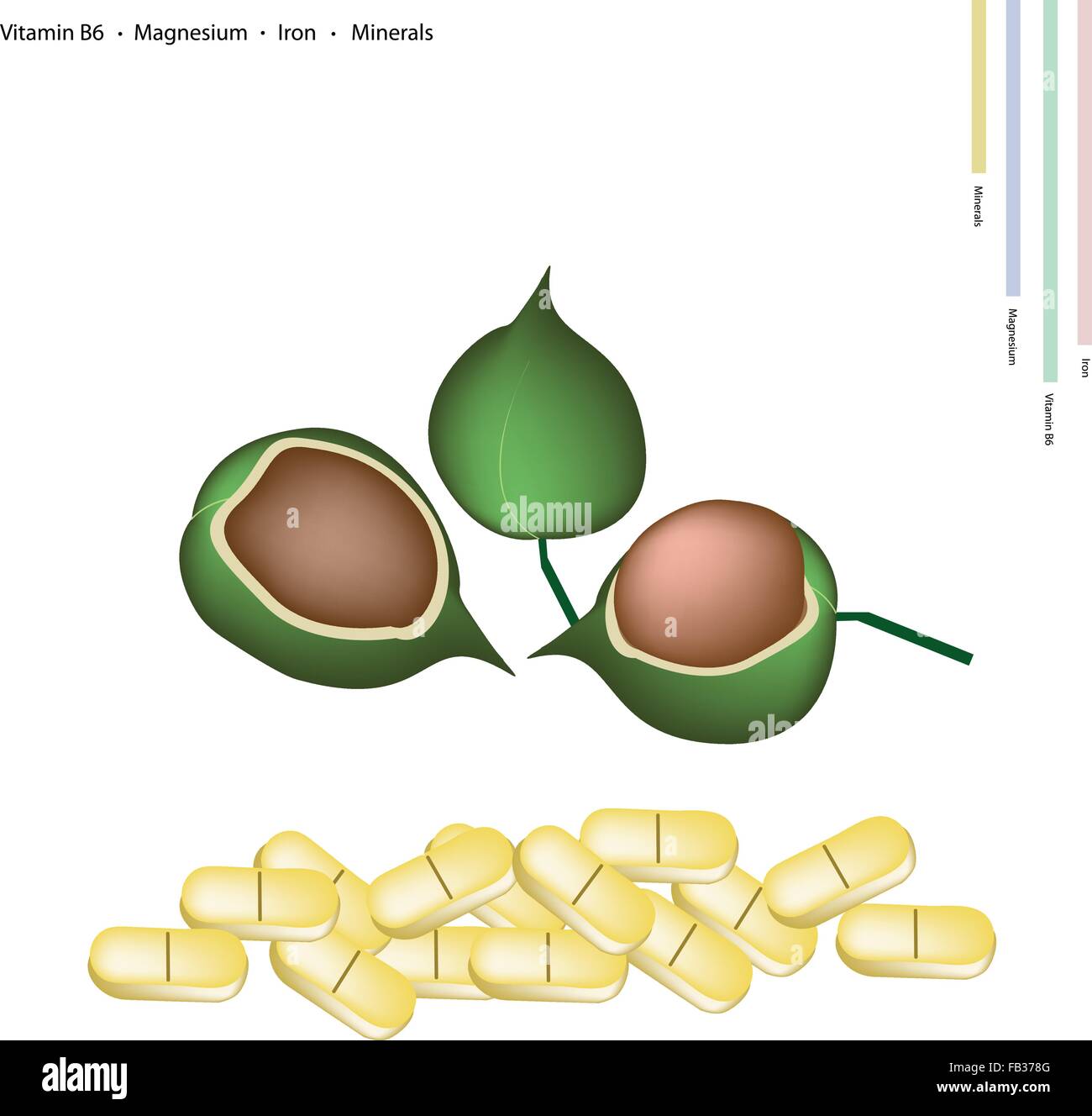 Australian seed pods Stock Vector Images - Alamy
