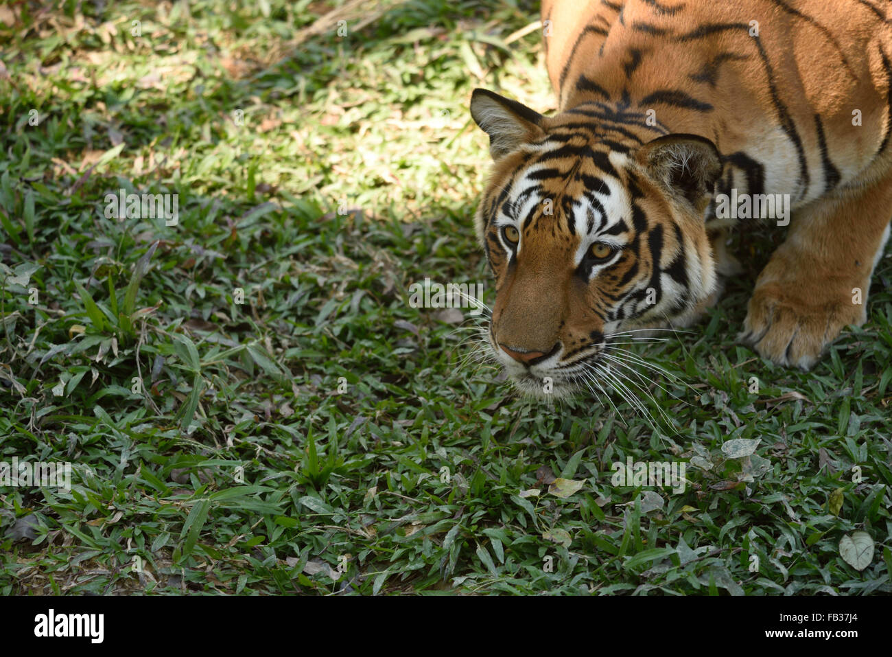 Bengal tiger stalking hi-res stock photography and images - Alamy
