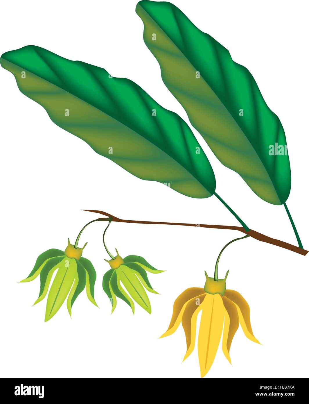 Ylang ylang vector vectors hi-res stock photography and images - Alamy