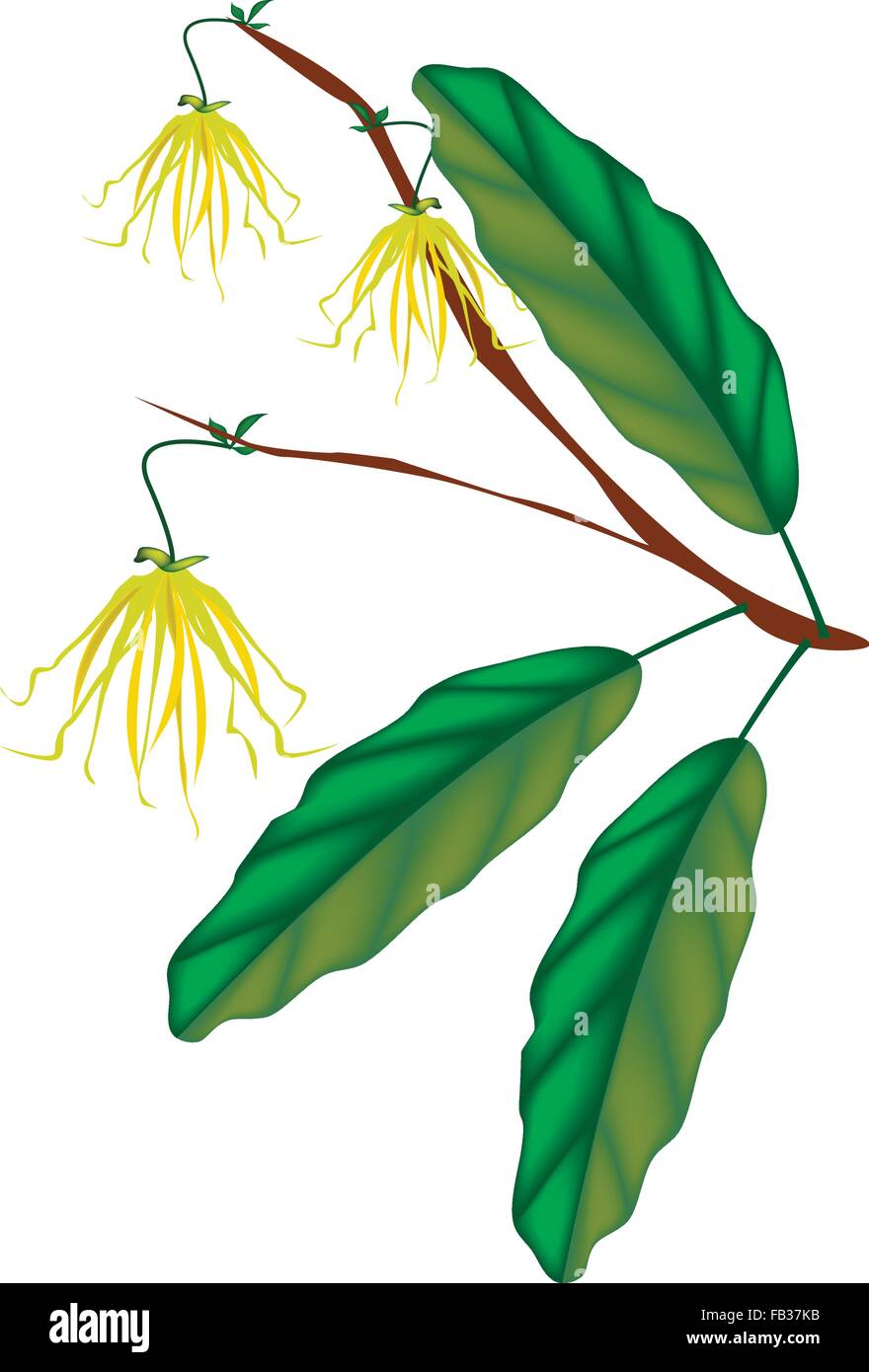 Cambodia flower illustration rumdul flowers hi-res stock photography ...