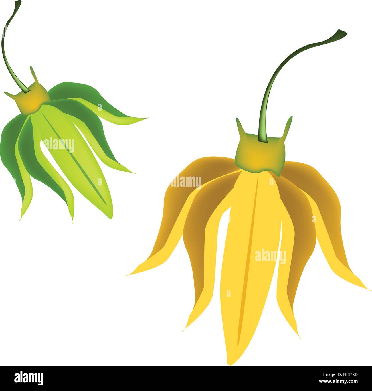 Cambodia flower illustration rumdul flowers hi-res stock photography ...