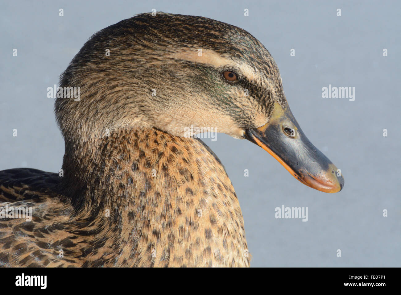 Rouen duck hi-res stock photography and images - Alamy
