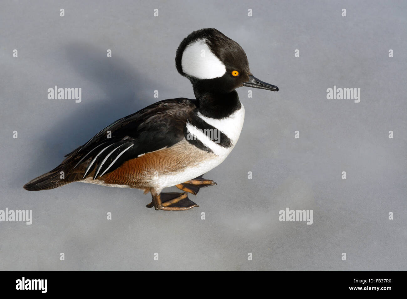 Merganser duck hi-res stock photography and images - Alamy