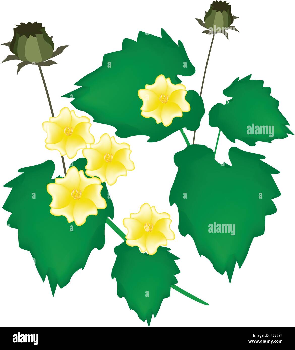 Beautiful Flower, Illustration of Beautiful Abutilon Indicum Flower ...