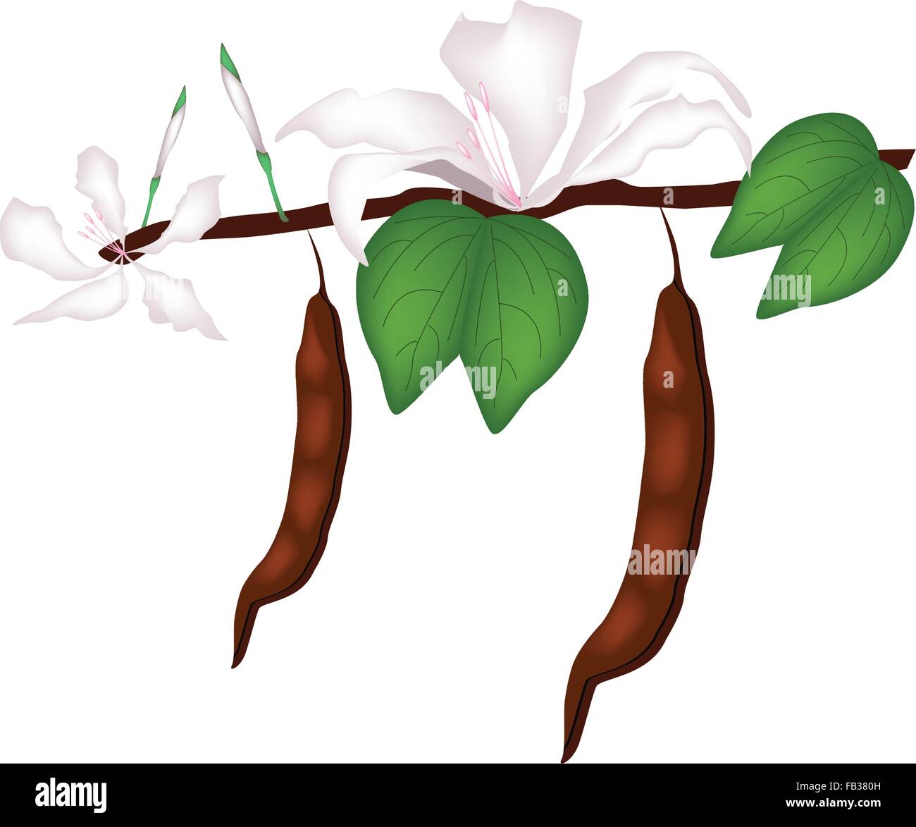 Beautiful Flower, Illustration of White Bauhinia Purpurea or Pink ...