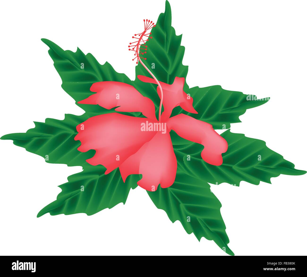 Red rose mallow flower Stock Vector Images - Alamy