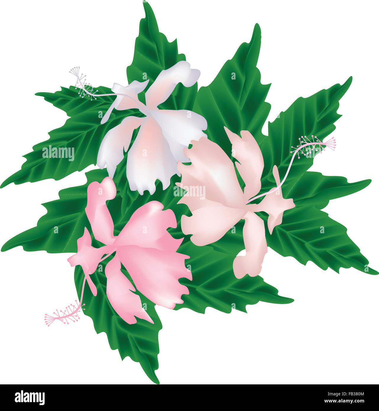 Rose mallow plant Stock Vector Images - Alamy