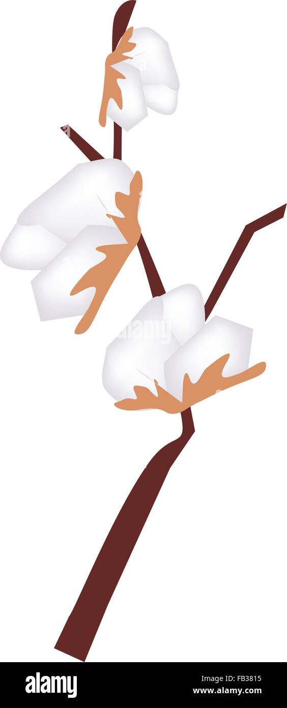 Cotton puffs Stock Vector Images - Alamy